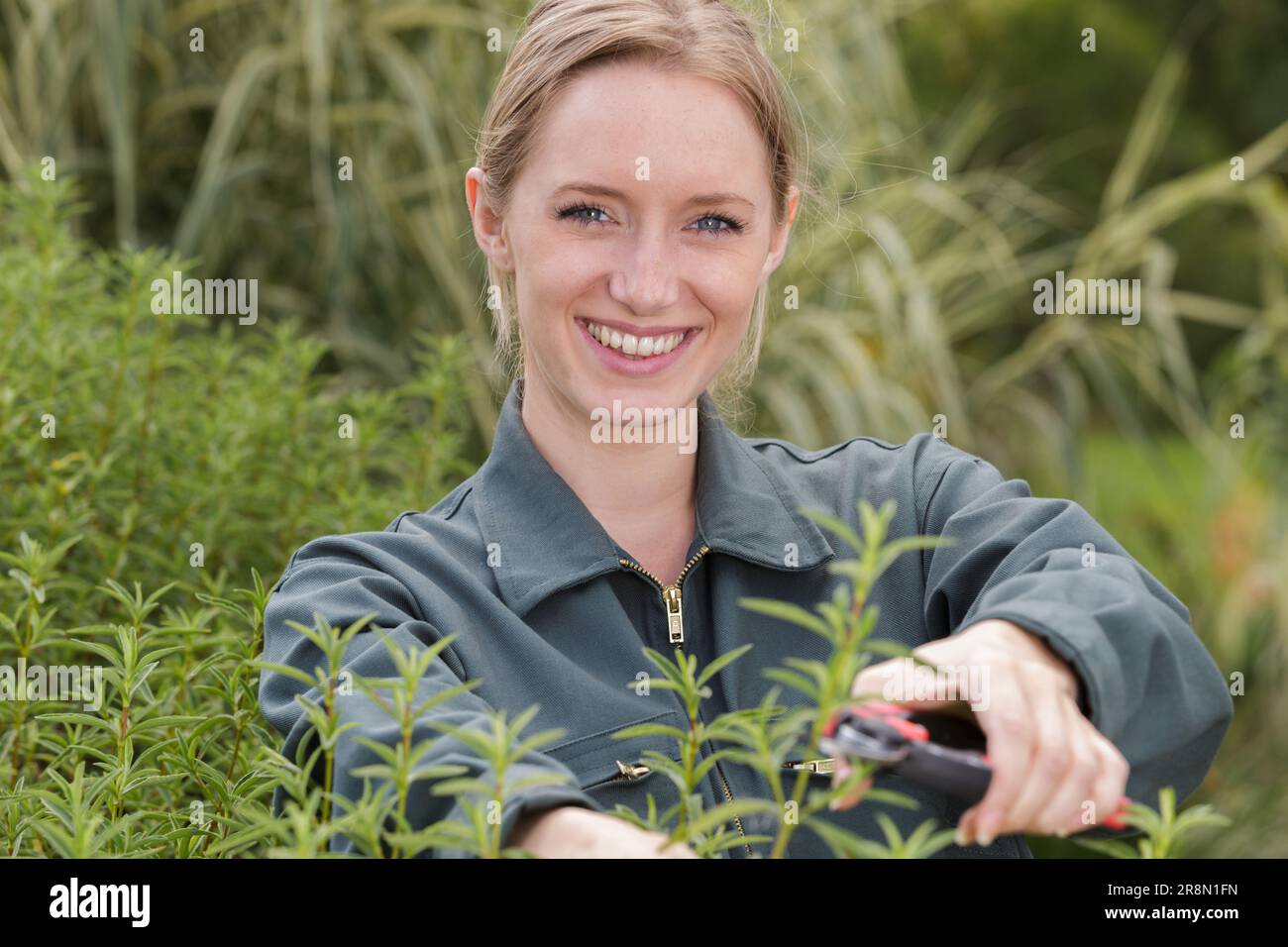 Woman prune hedge spring hi-res stock photography and images - Alamy
