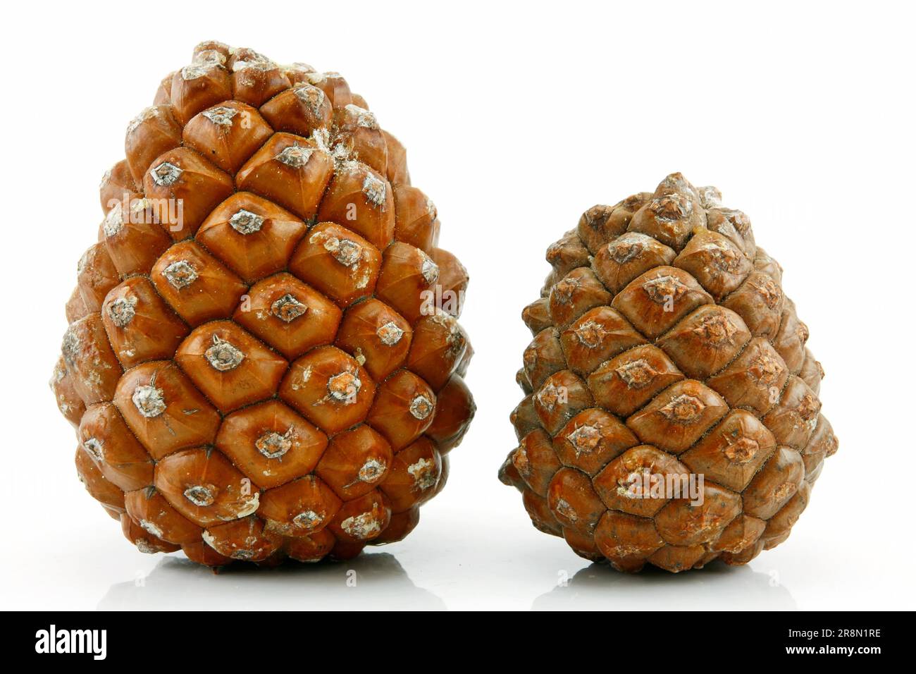Cone of Siberian Cedar Isolated on White Background Stock Photo - Alamy