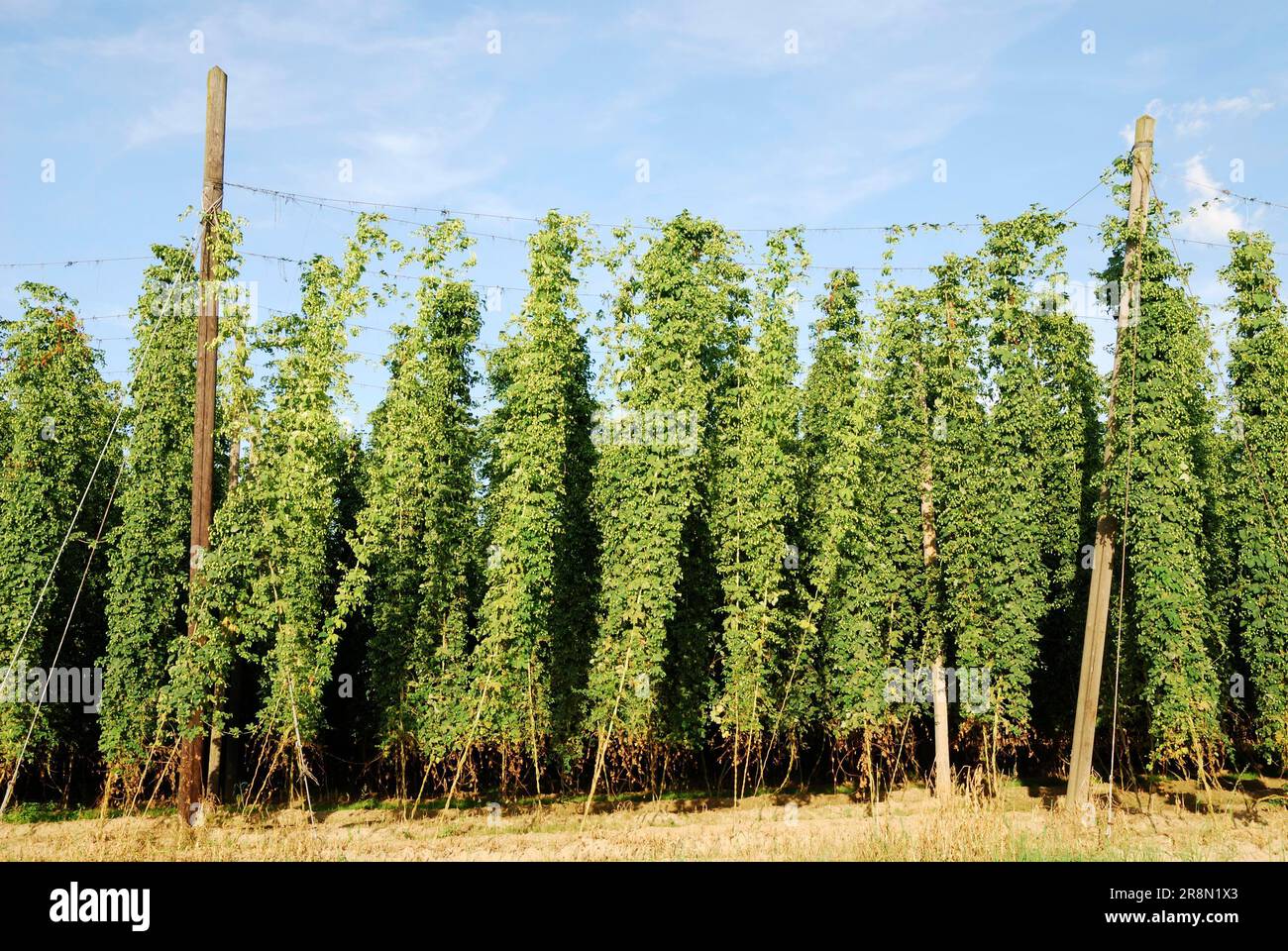 Growing hop in Bavaria Germany Stock Photo - Alamy