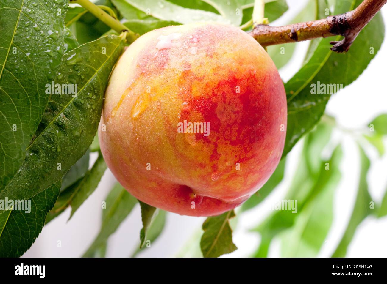 Closeup of the perfect peach on a tree after a short rainfall Stock ...