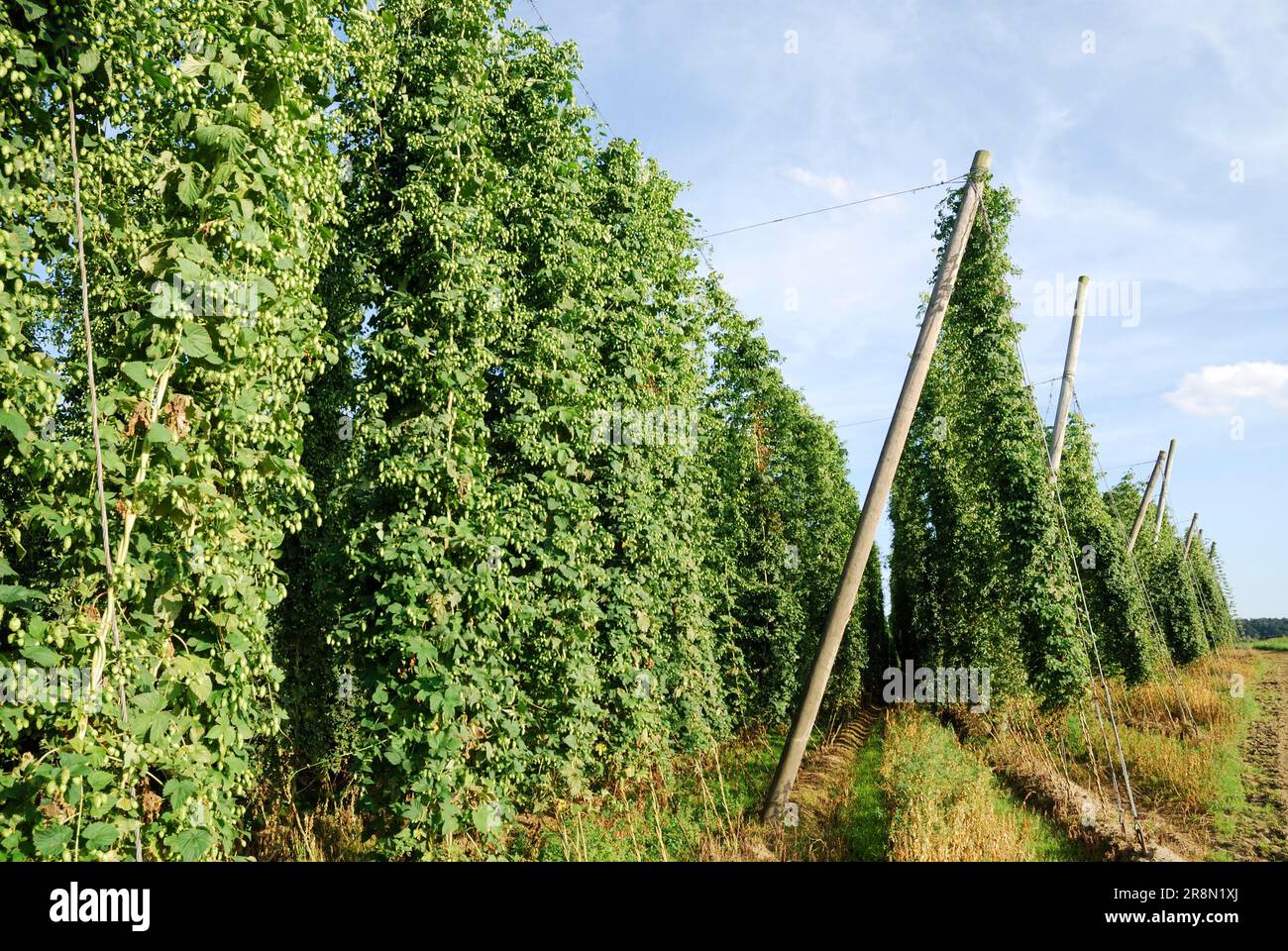 Growing hop in Bavaria Germany Stock Photo - Alamy