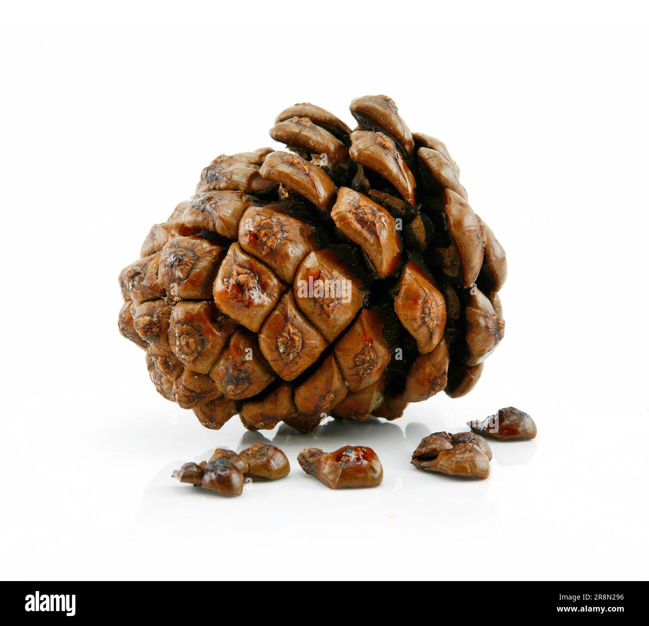 Cone and Nuts of Siberian Cedar Isolated on White Background Stock ...