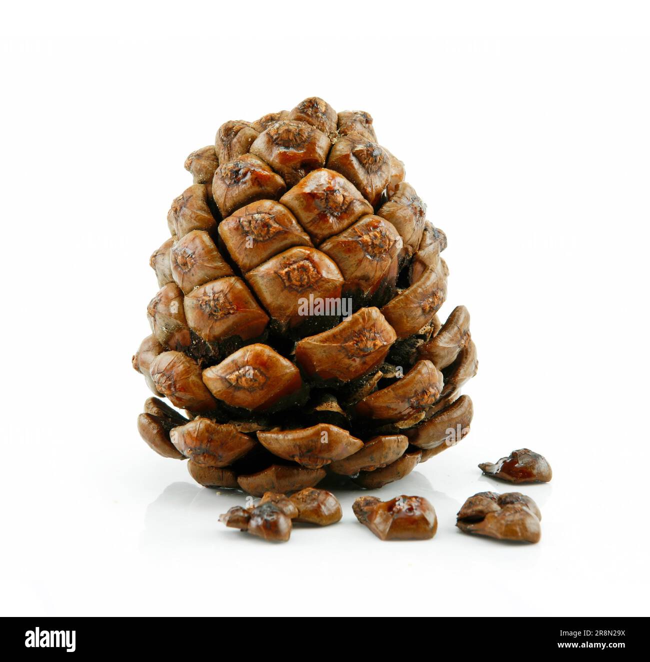 Cone and Nuts of Siberian Cedar Isolated on White Background Stock ...