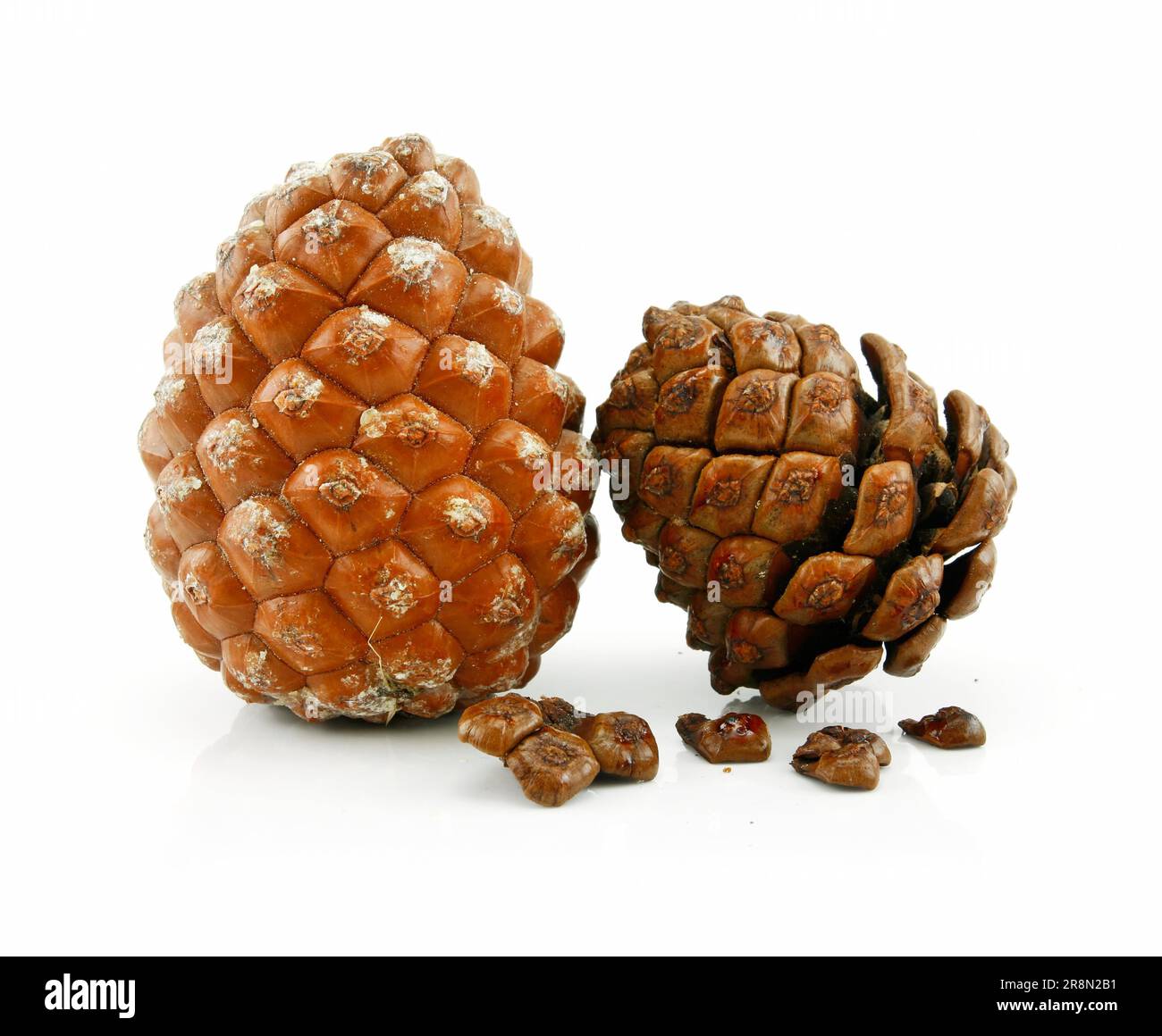 Cone and Nuts of Siberian Cedar Isolated on White Background Stock ...