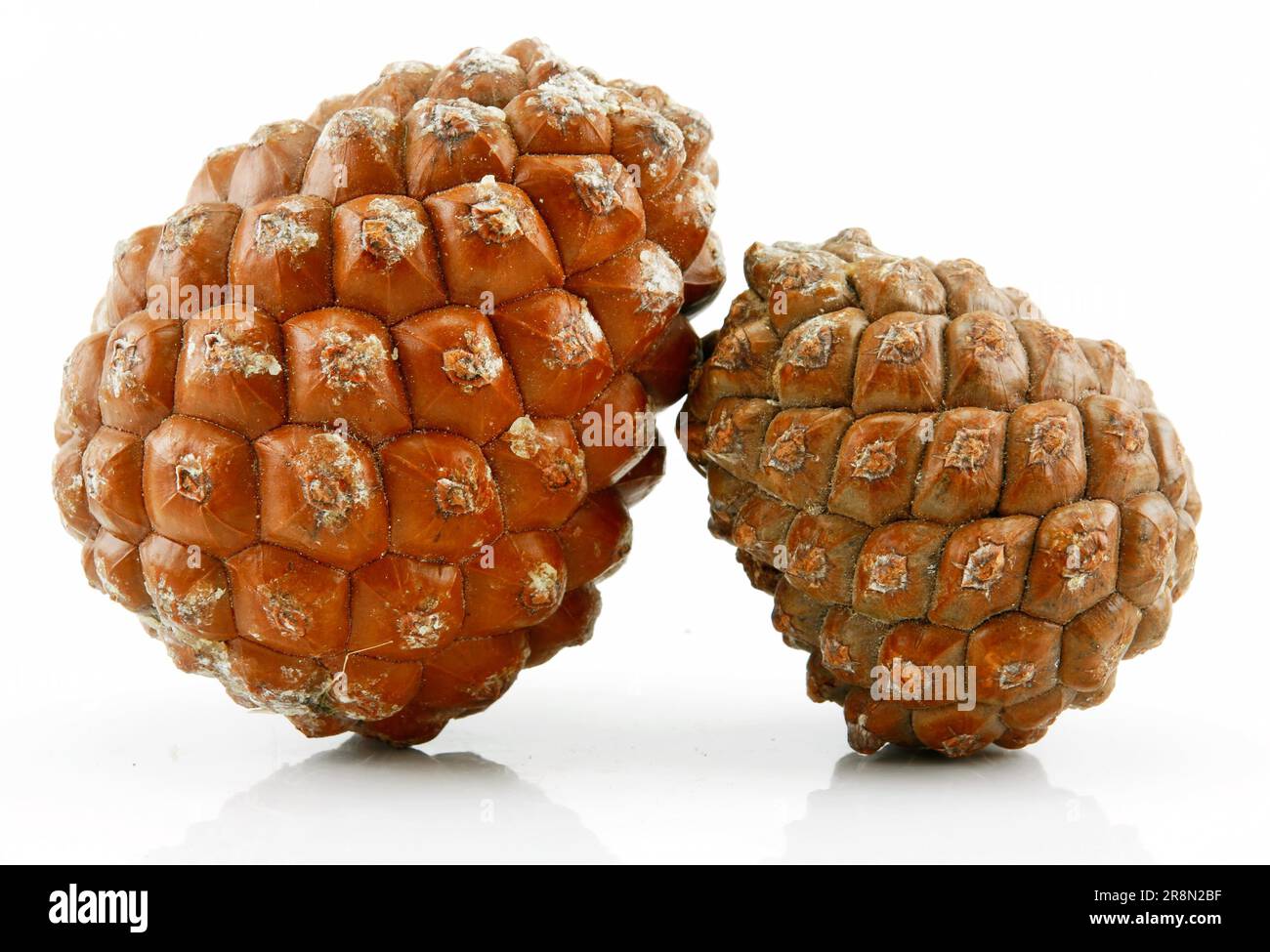 Cone of Siberian Cedar Isolated on White Background Stock Photo - Alamy
