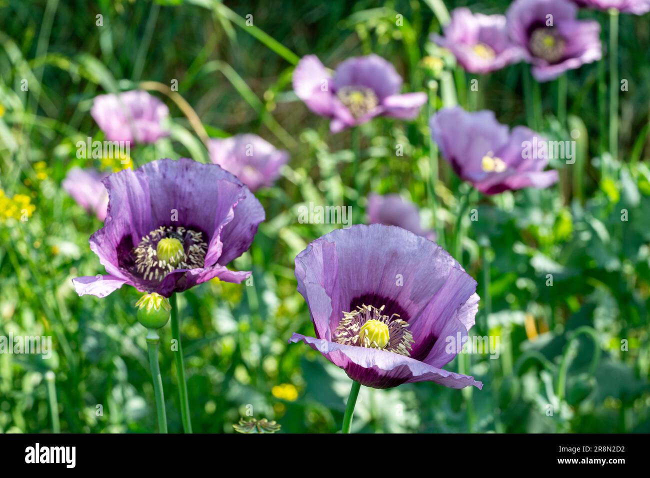 purple Opium poppy flowers in the garden Stock Photo - Alamy