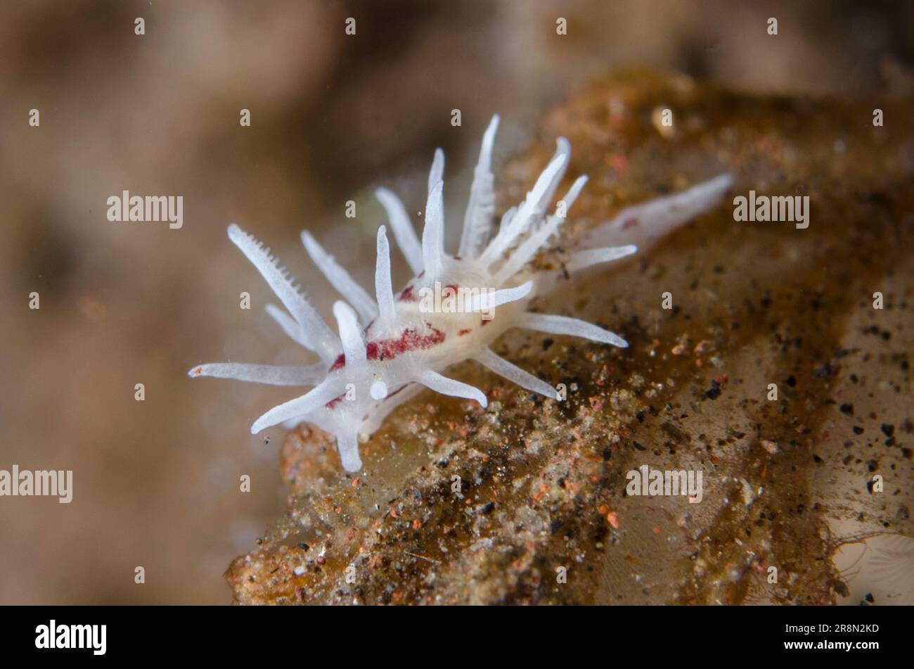 Okenia nudibranch hi-res stock photography and images - Alamy
