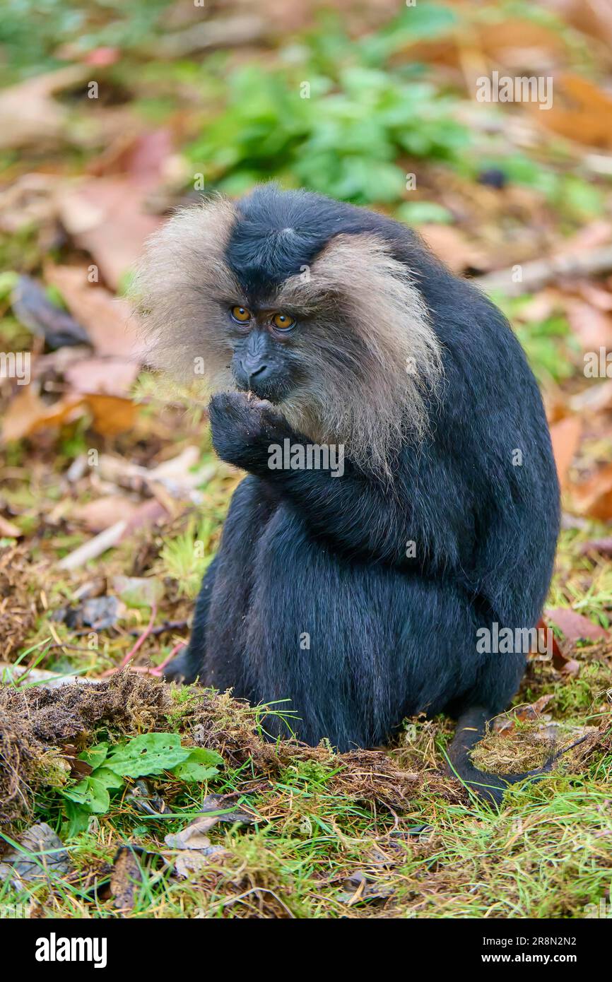 Lion-tailed macaque (Macaca silenus), Wanderu, adult, sitting, alert ...
