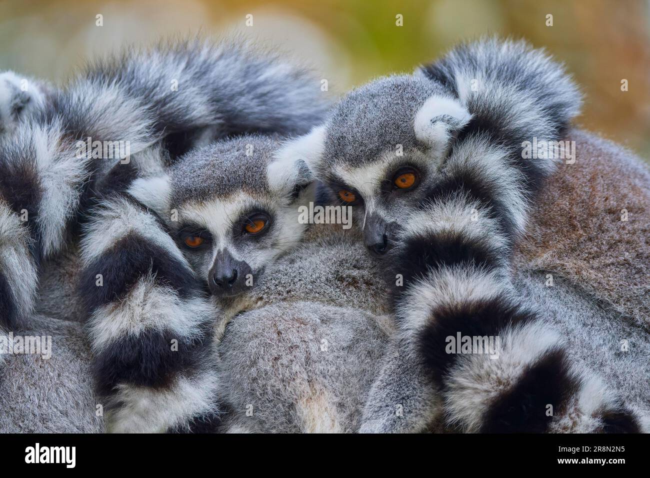 Ring-tailed lemur (Lemur catta), adult two animals sitting together ...