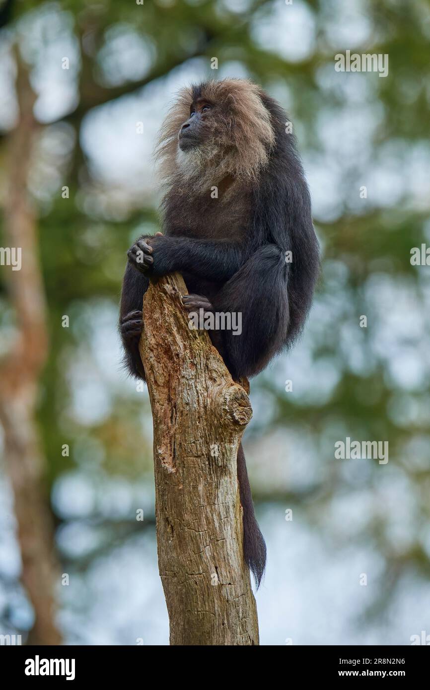 Lion-tailed macaque (Macaca silenus), Wanderu, adult, sitting on tree ...