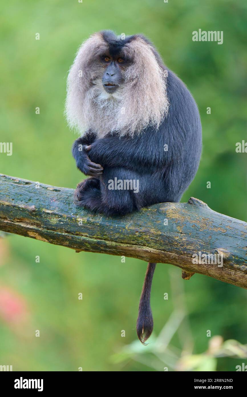 Lion-tailed macaque (Macaca silenus), Wanderu, adult, sitting on tree ...