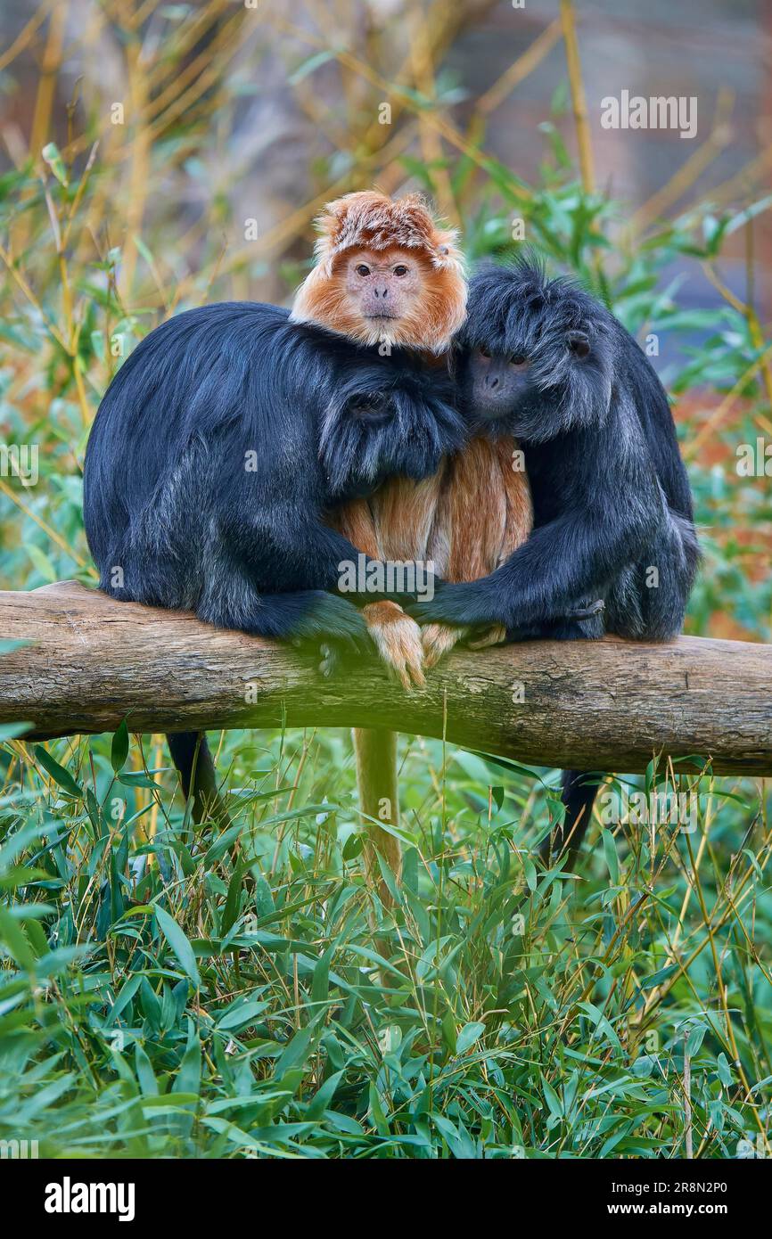 Several monkey species hi-res stock photography and images - Alamy