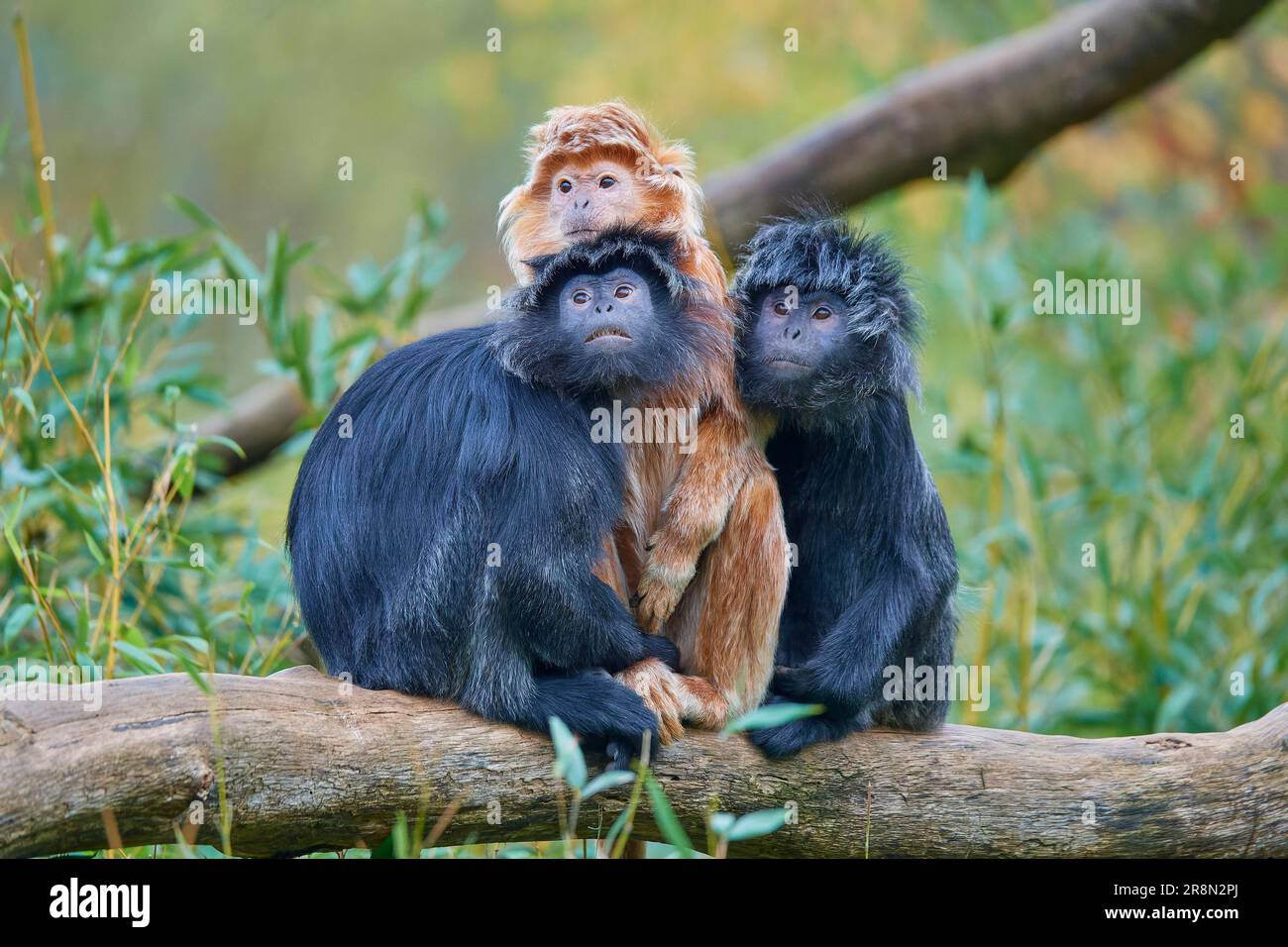 Javan lutung (Trachypithecus auratus), adult, orange and black morph ...