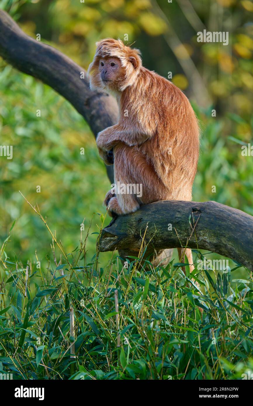 Javan lutung (Trachypithecus auratus), adult, orange morph sitting on ...