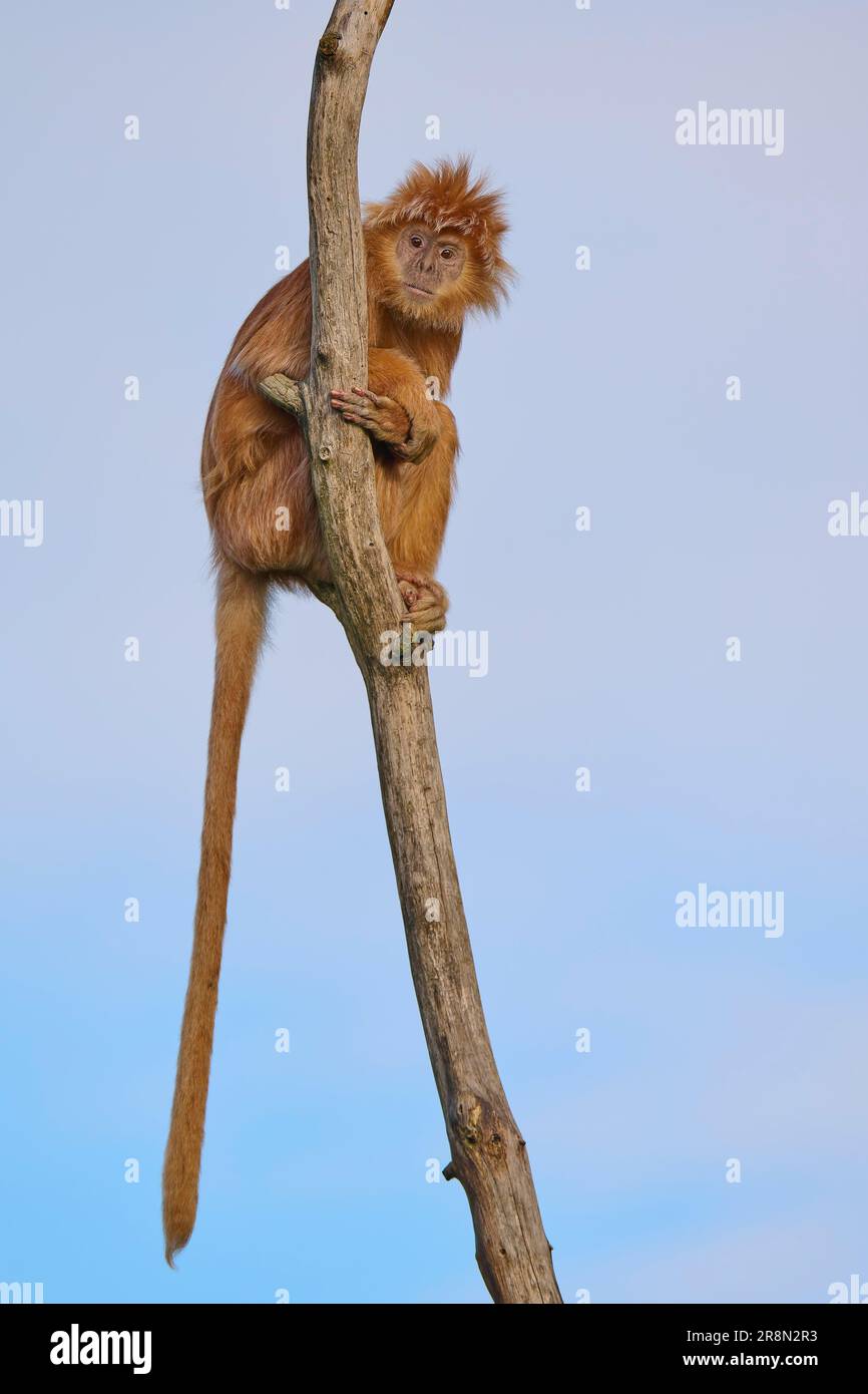 Javan lutung (Trachypithecus auratus), adult, orange morph sitting on ...