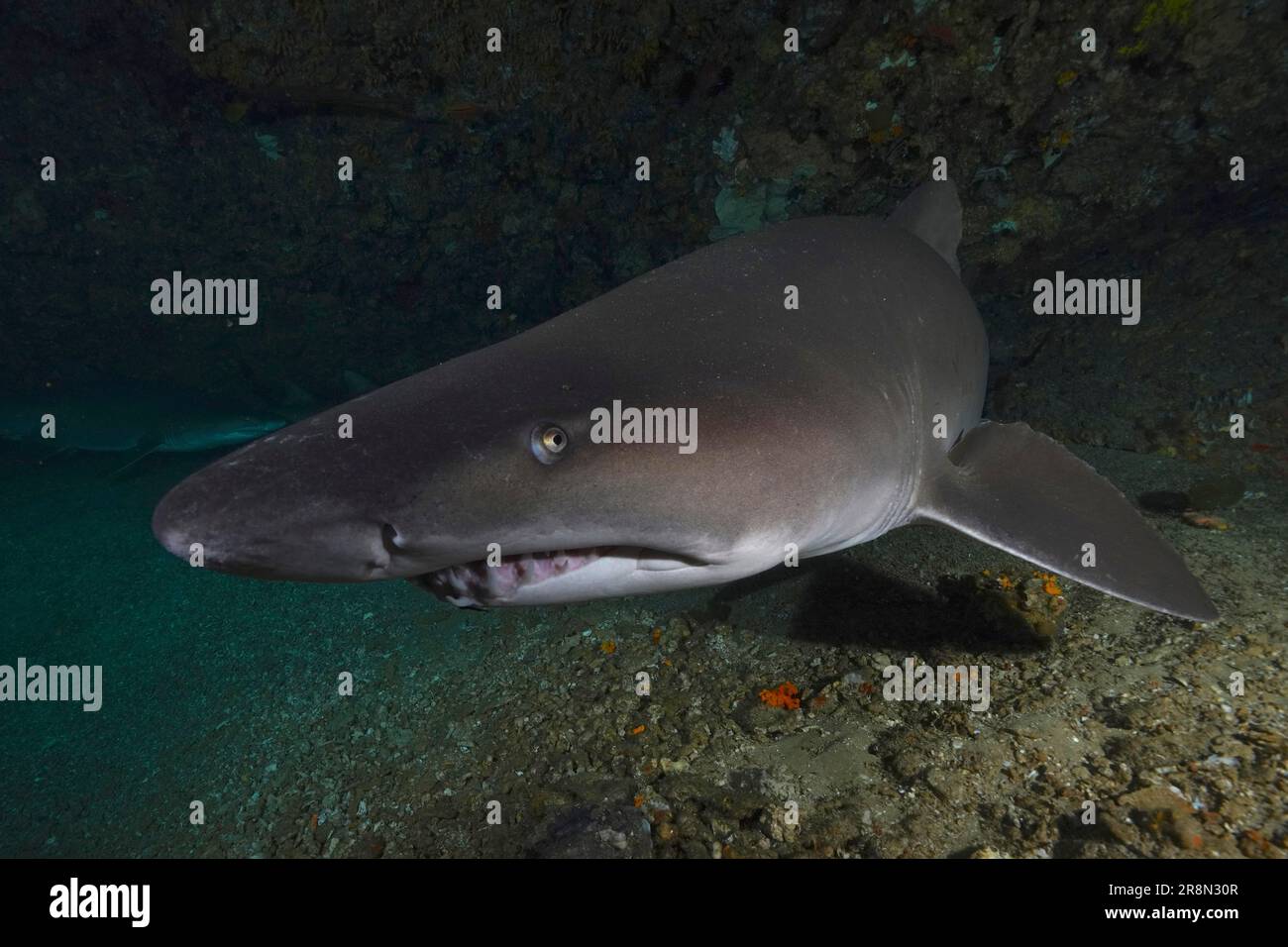 Portrait of sand tiger shark (Carcharias taurus) in its cave. Dive site ...