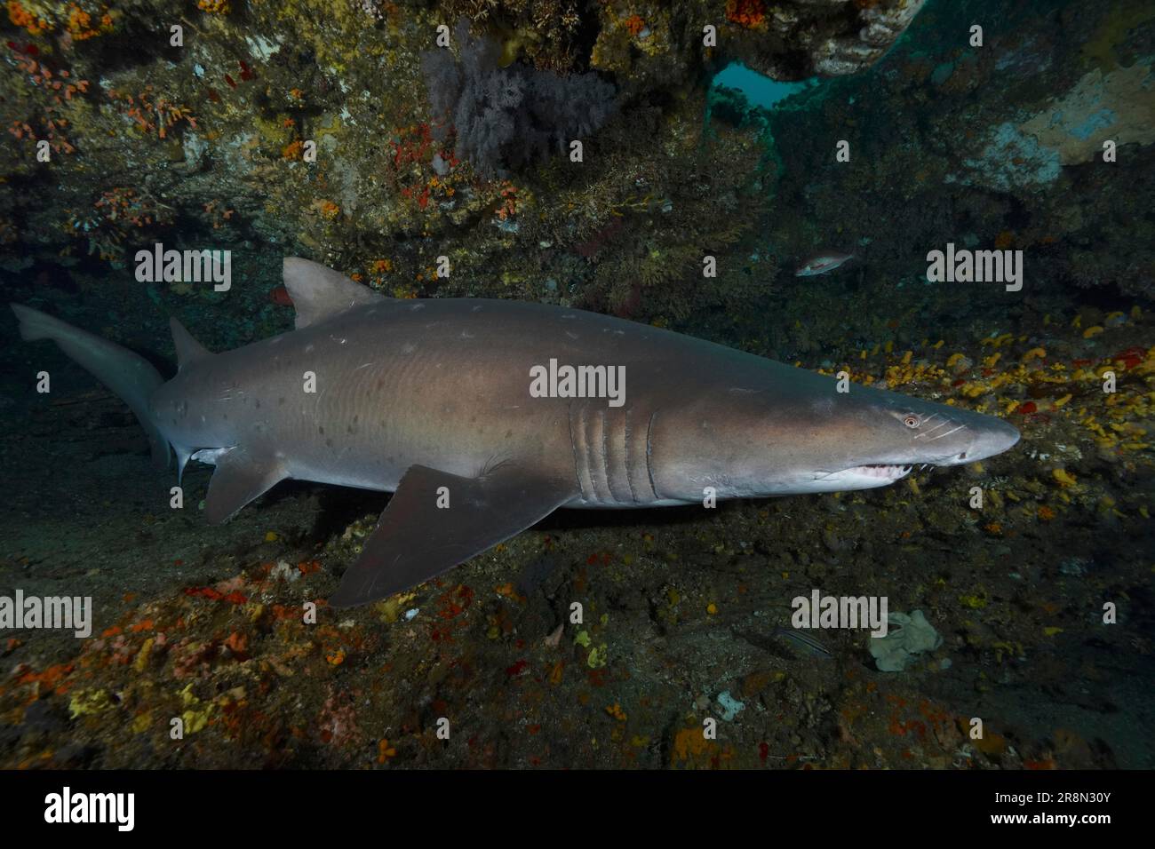 Sand tiger shark (Carcharias taurus) in its den. Dive site Protea Banks ...