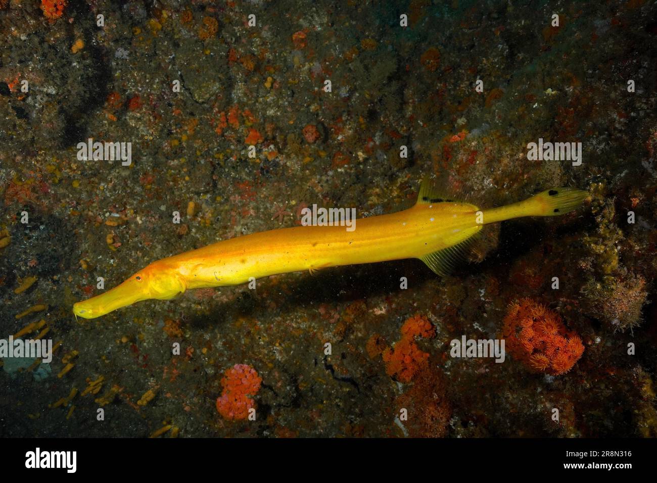 Yellow chinese trumpetfish aulostomus chinensis hi-res stock ...