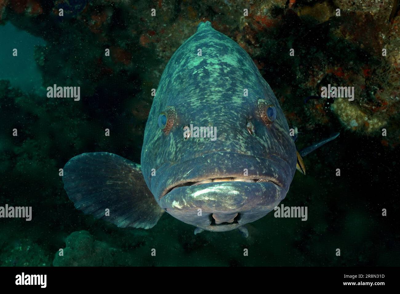 Portrait of potato grouper (Epinephelus tukula), Sodwana Bay National ...