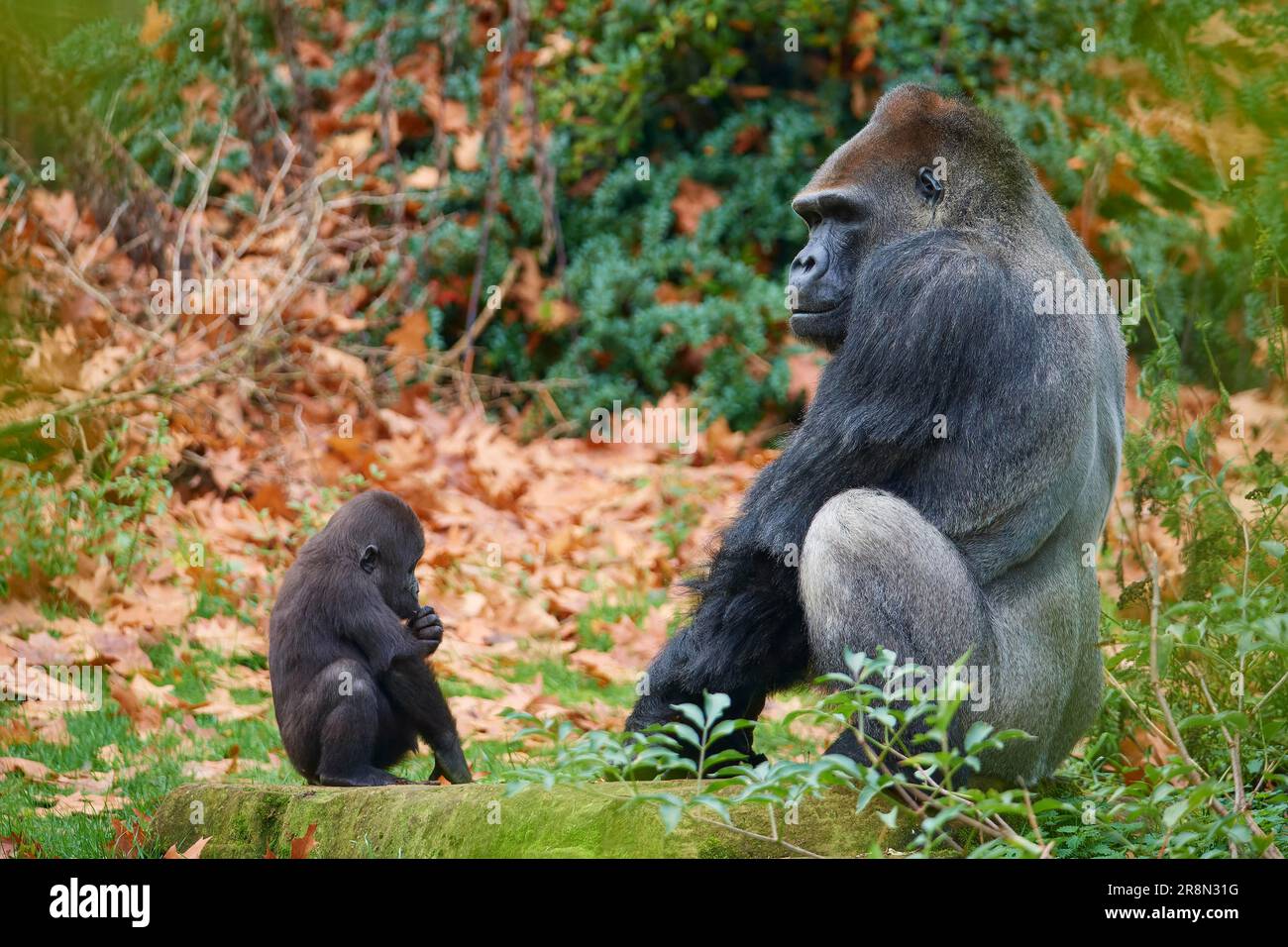 Western gorilla (Gorilla gorilla), adult, silverback with young, alert ...