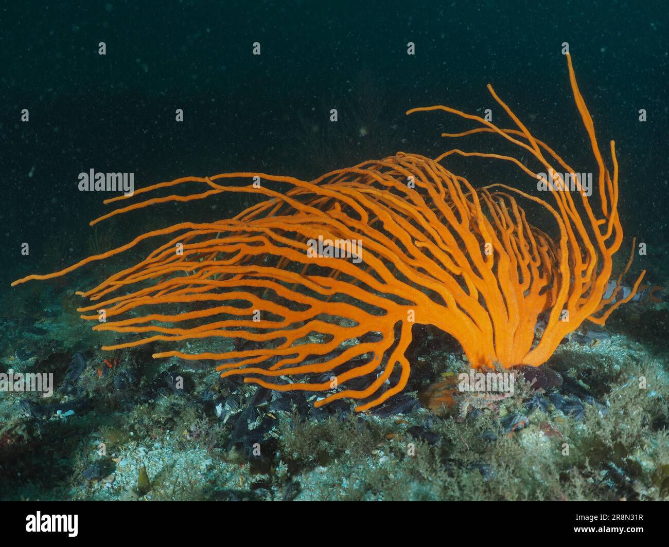 Orange palmate sea fan (Leptogorgia palma), False Bay dive site, Cape ...