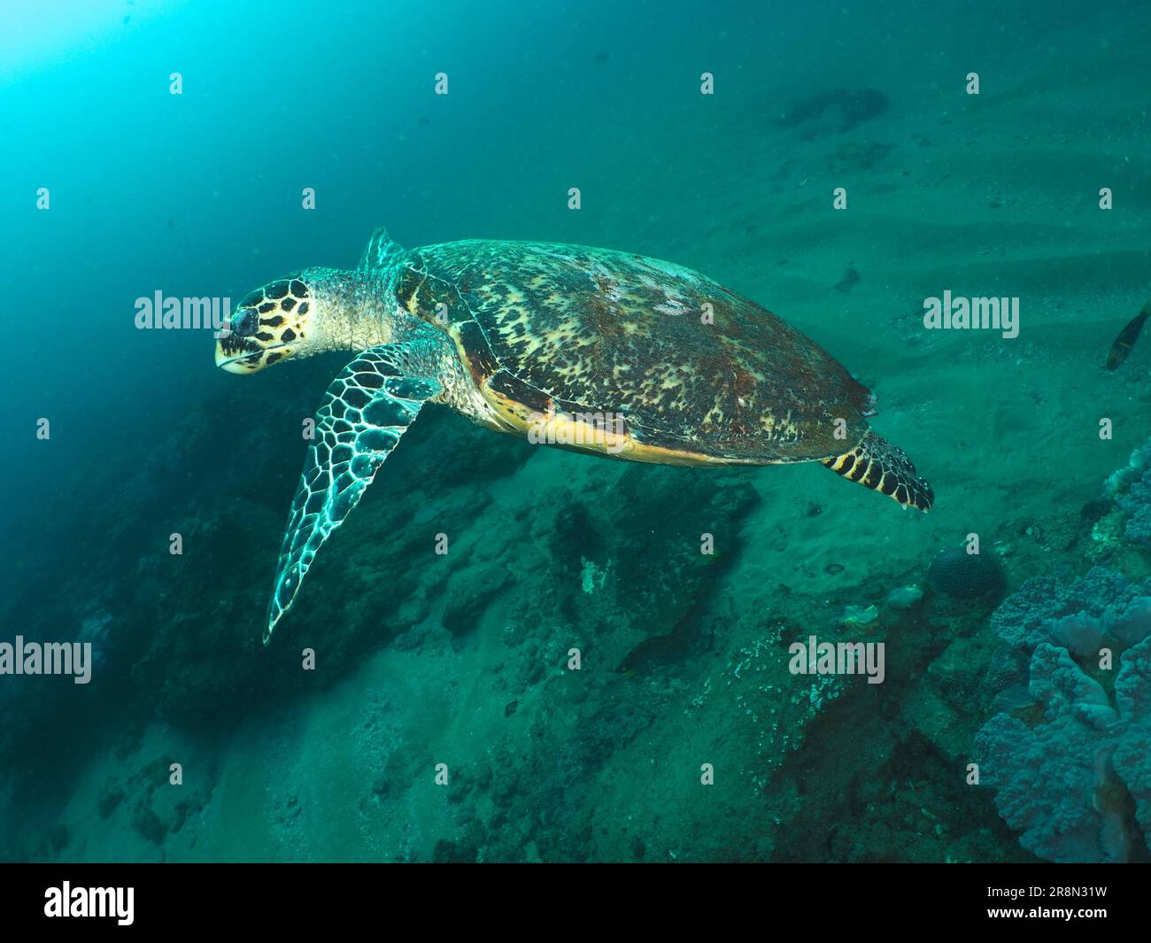 Pacific hawksbill turtle (Eretmochelys imbricata bissa), Sodwana Bay ...