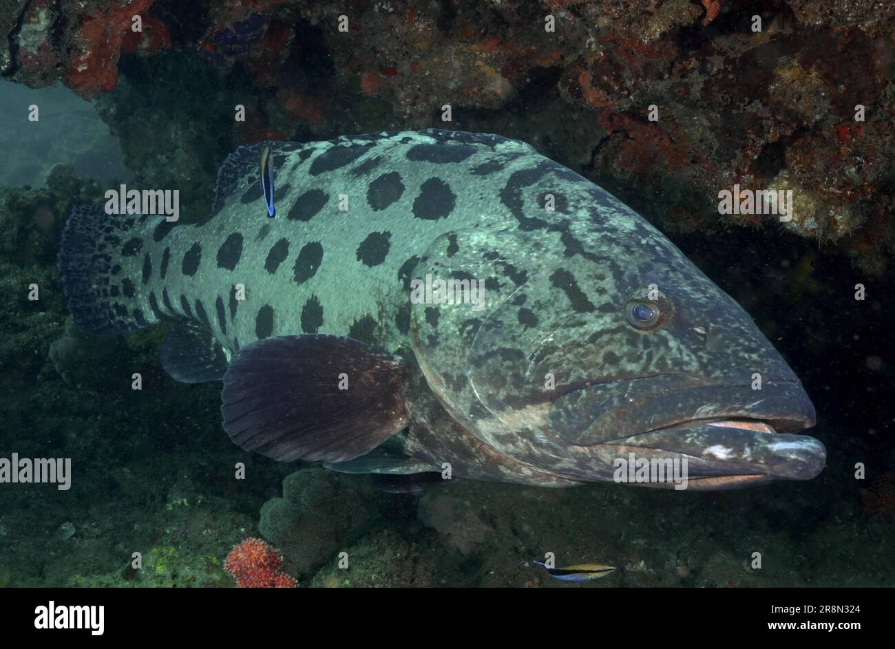 Potato grouper (Epinephelus tukula), Sodwana Bay National Park dive ...