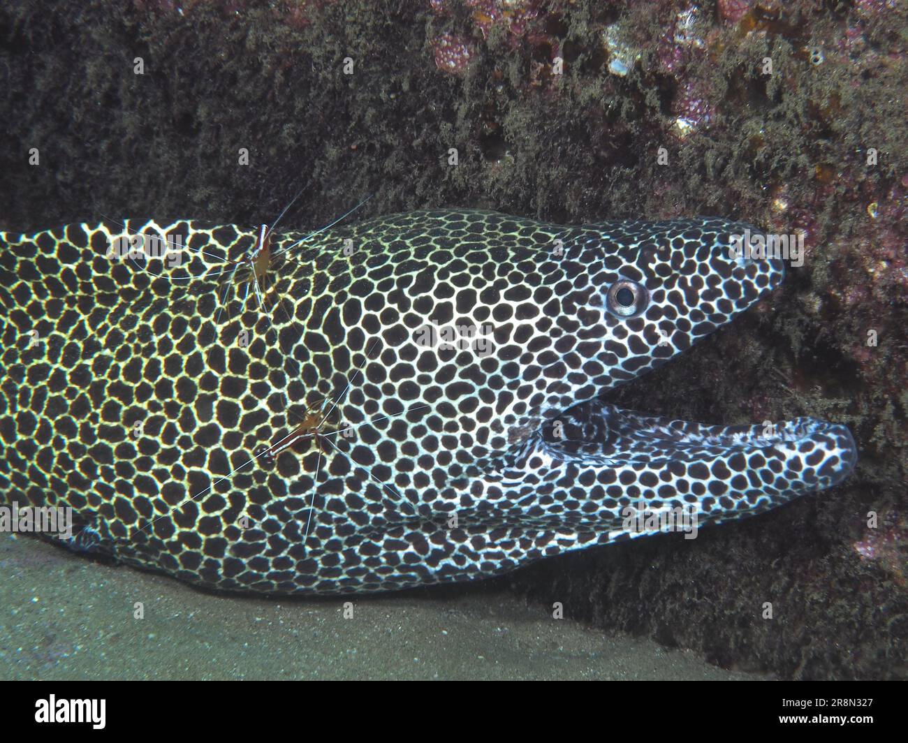 A net moray (Gymnothorax permistus) with open mouth gets cleaned at a ...