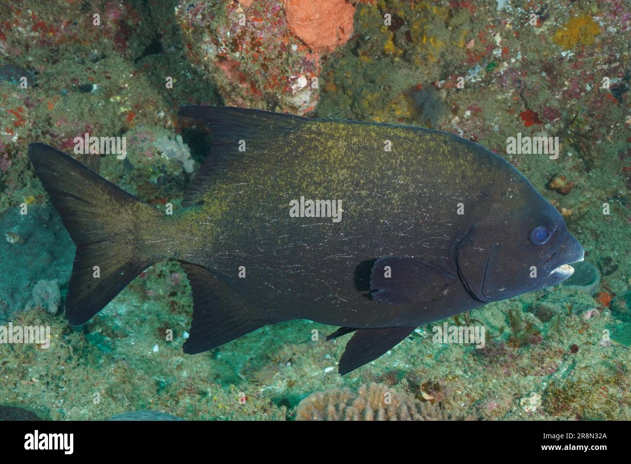 Natal billfish hi-res stock photography and images - Alamy