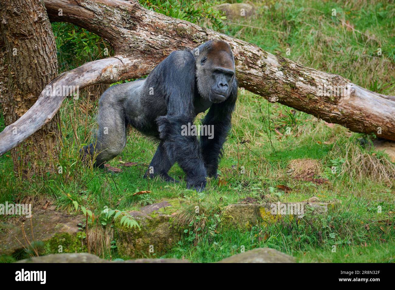 Western gorilla (Gorilla gorilla), adult, silverback, alert, captive ...