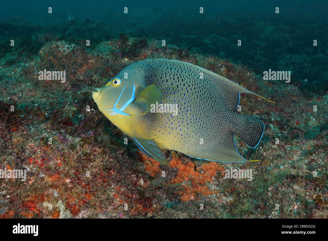 Koran angelfish (Pomacanthus semicirculatus), Aliwal Shoal dive site ...