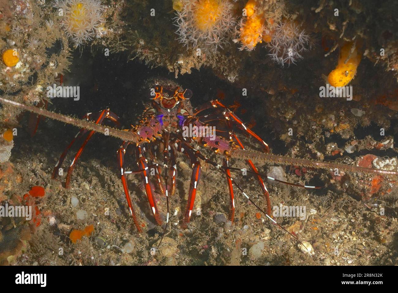 Long legged spiny crayfish hi-res stock photography and images - Alamy
