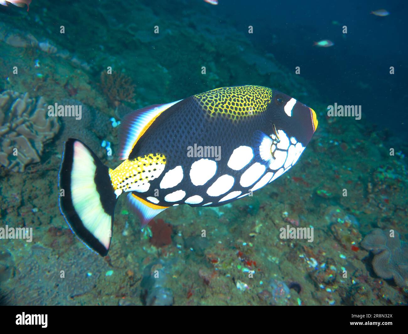 Clown triggerfish (Balistoides conspicillum), Sodwana Bay National Park ...