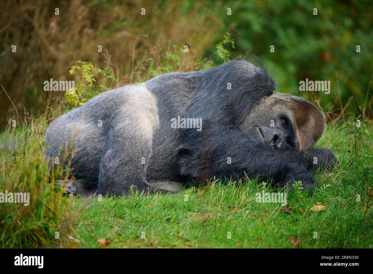 Western gorilla (Gorilla gorilla), adult, silverback lying in meadow ...