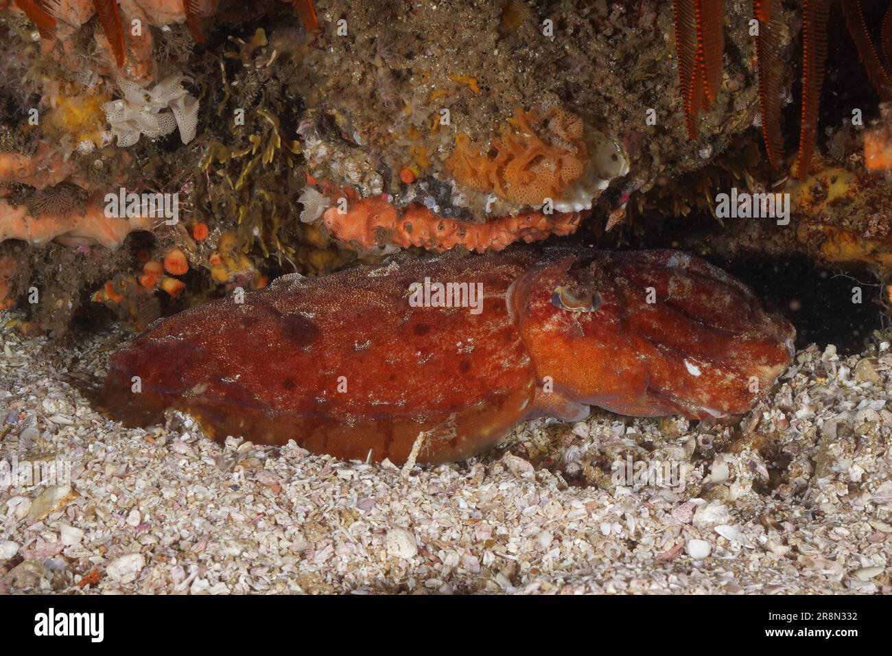 Patchwork squid, cuttlefish (Sepia vermiculata), endemic. Aliwal Shoal ...