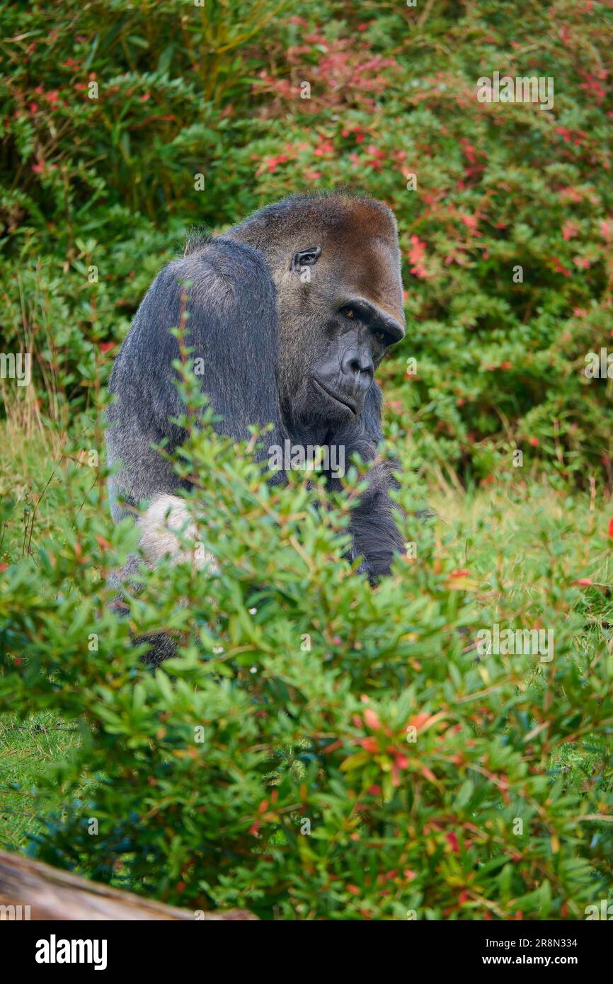 Western gorilla (Gorilla gorilla), adult, silverback, alert, captive ...