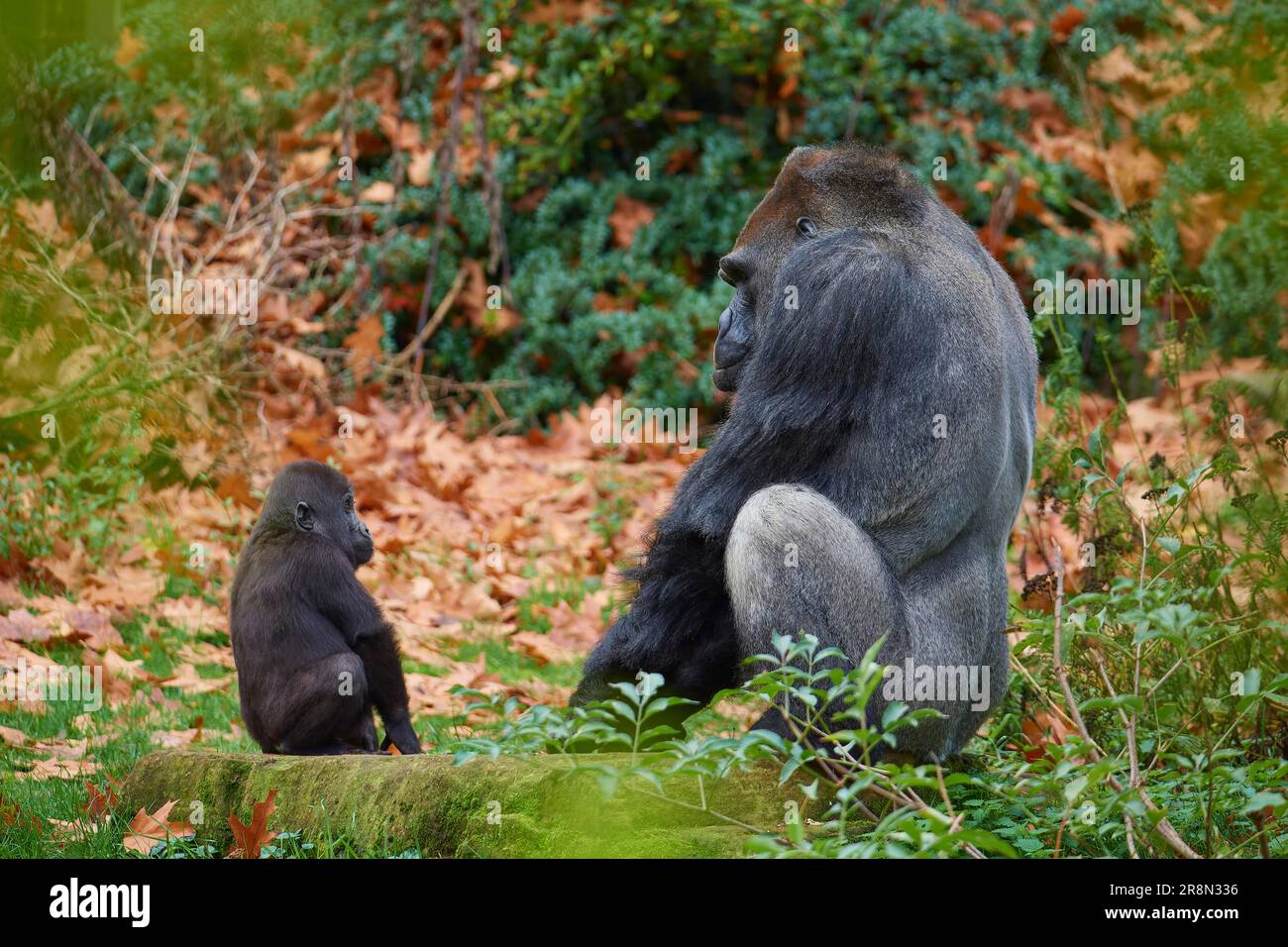Western gorilla (Gorilla gorilla), adult, silverback with young, alert ...