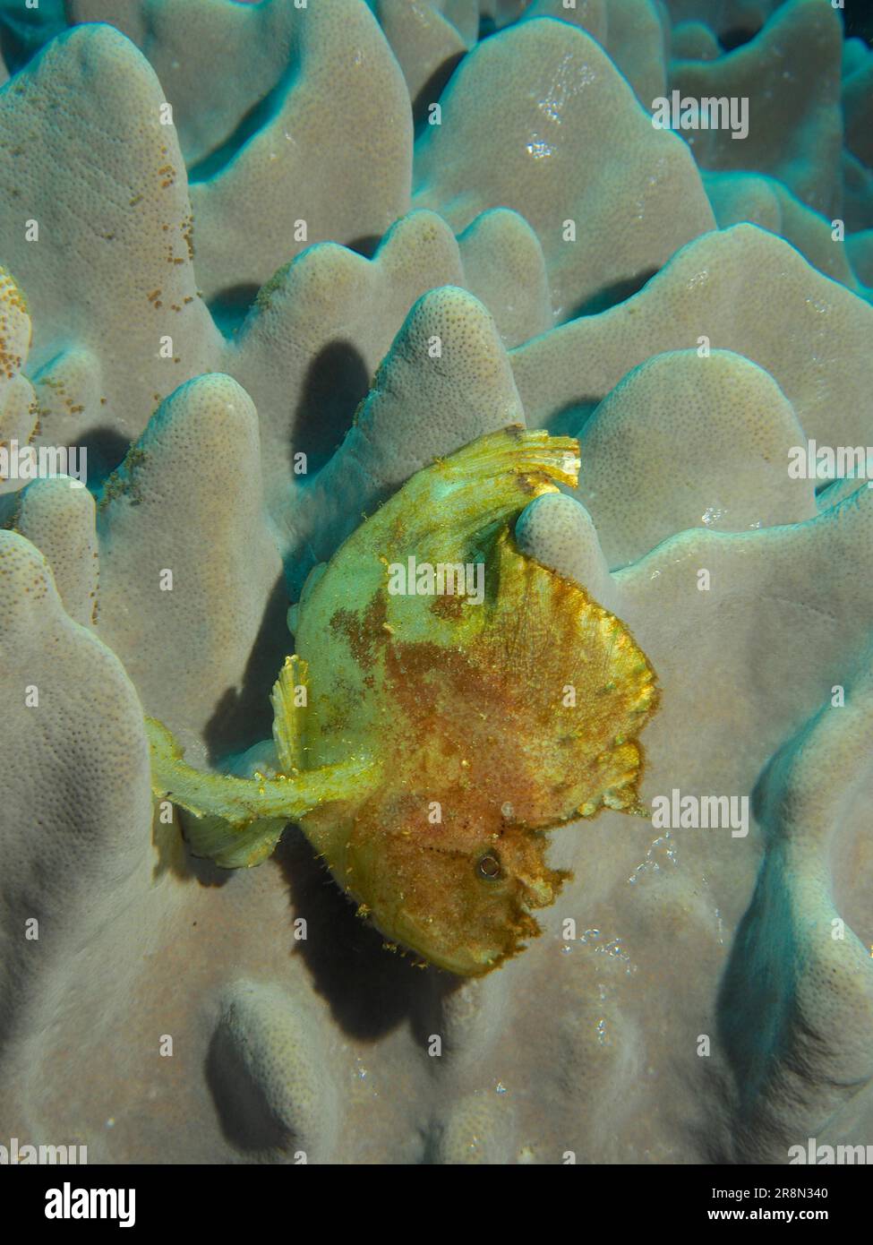 Yellow leaf scorpionfish (Taenianotus triacanthus) on soft coral ...