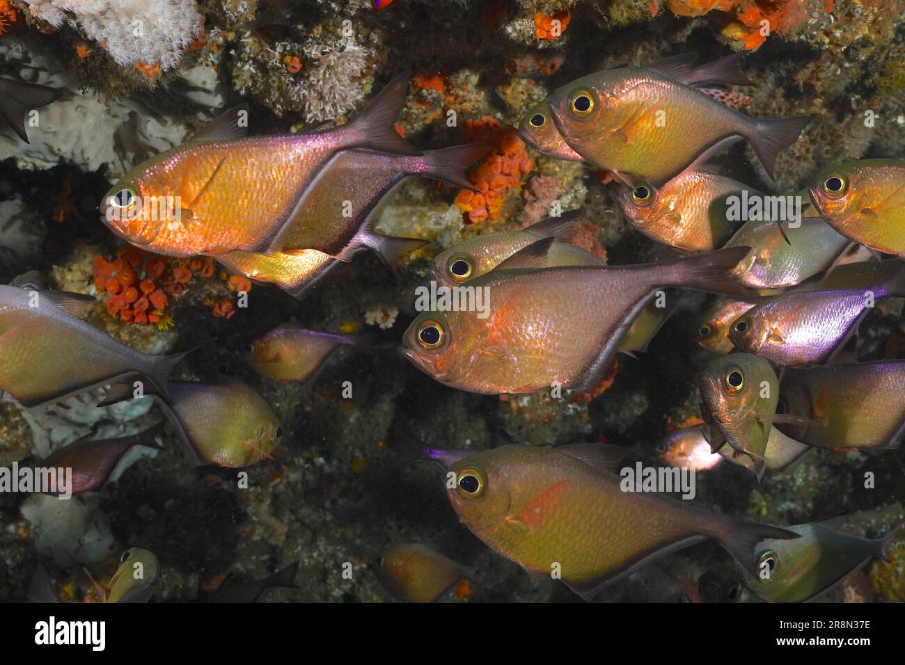 Group of swans hatchetfish (Pempheris schwenkii), bony fish, Aliwal ...