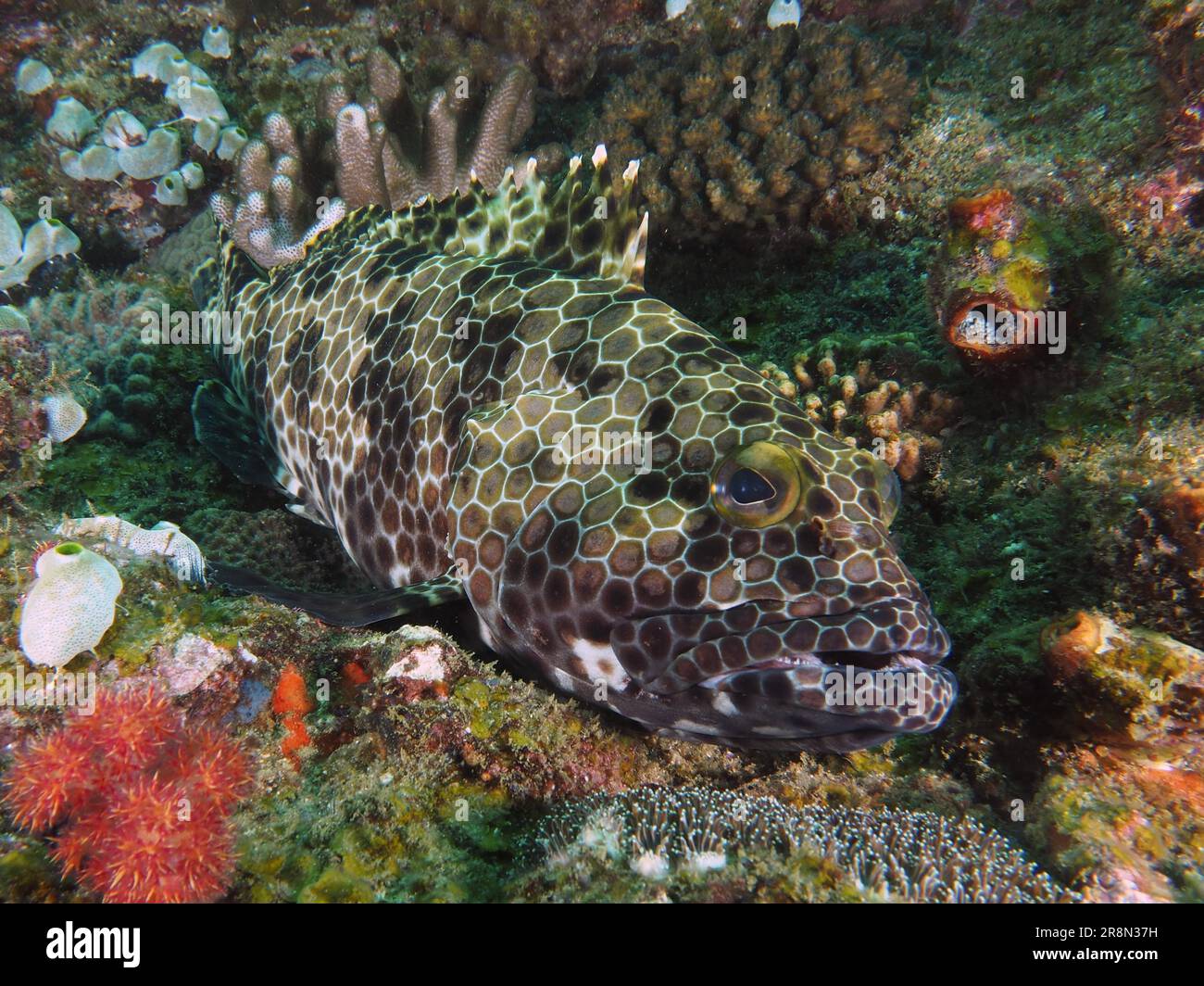 Snoubnose grouper (Epinephelus macrospilos), Sodwana Bay National Park ...