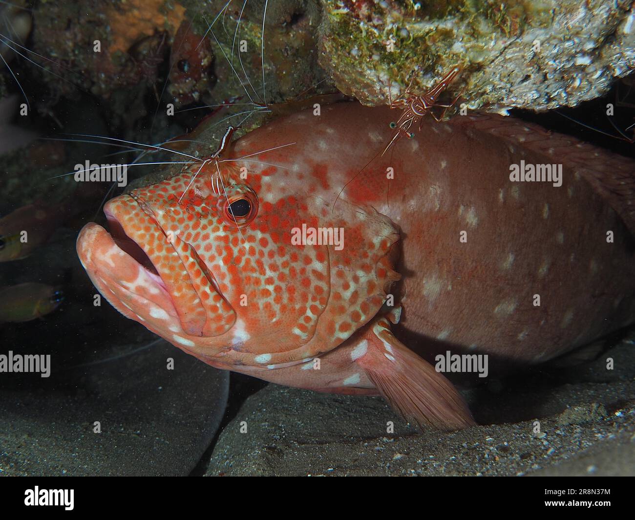 Tomato hind (Cephalopholis sonnerati) at a cleaning station tended by ...
