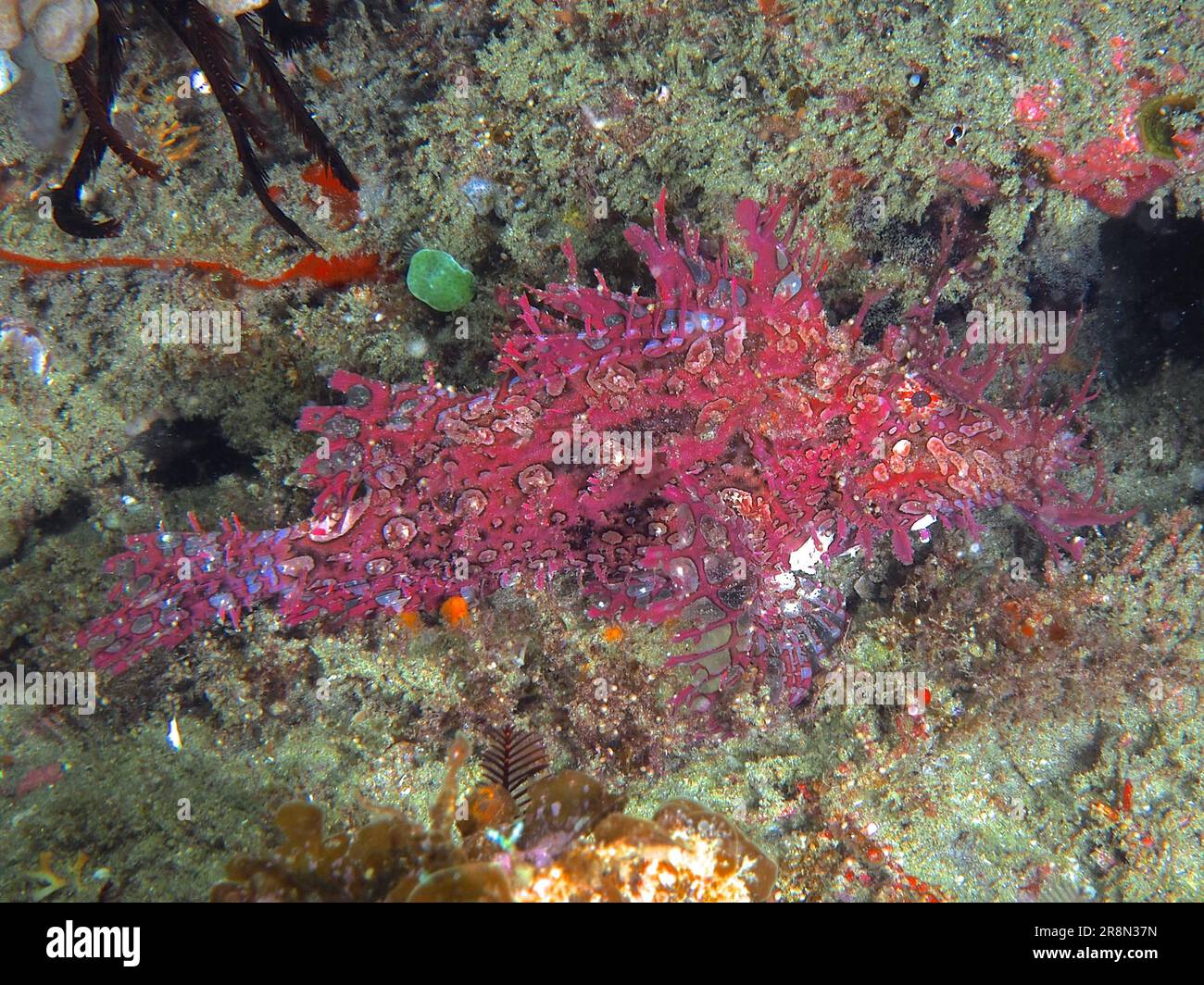 Red popeyed scorpionfish (Rhinopias frondosa), Sodwana Bay National ...