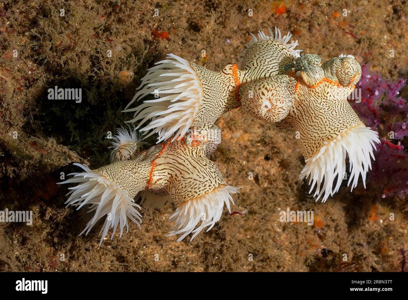 Tiger anemone, gorgonian wrapper (Nemanthus annamensis), Aliwal Shoal ...