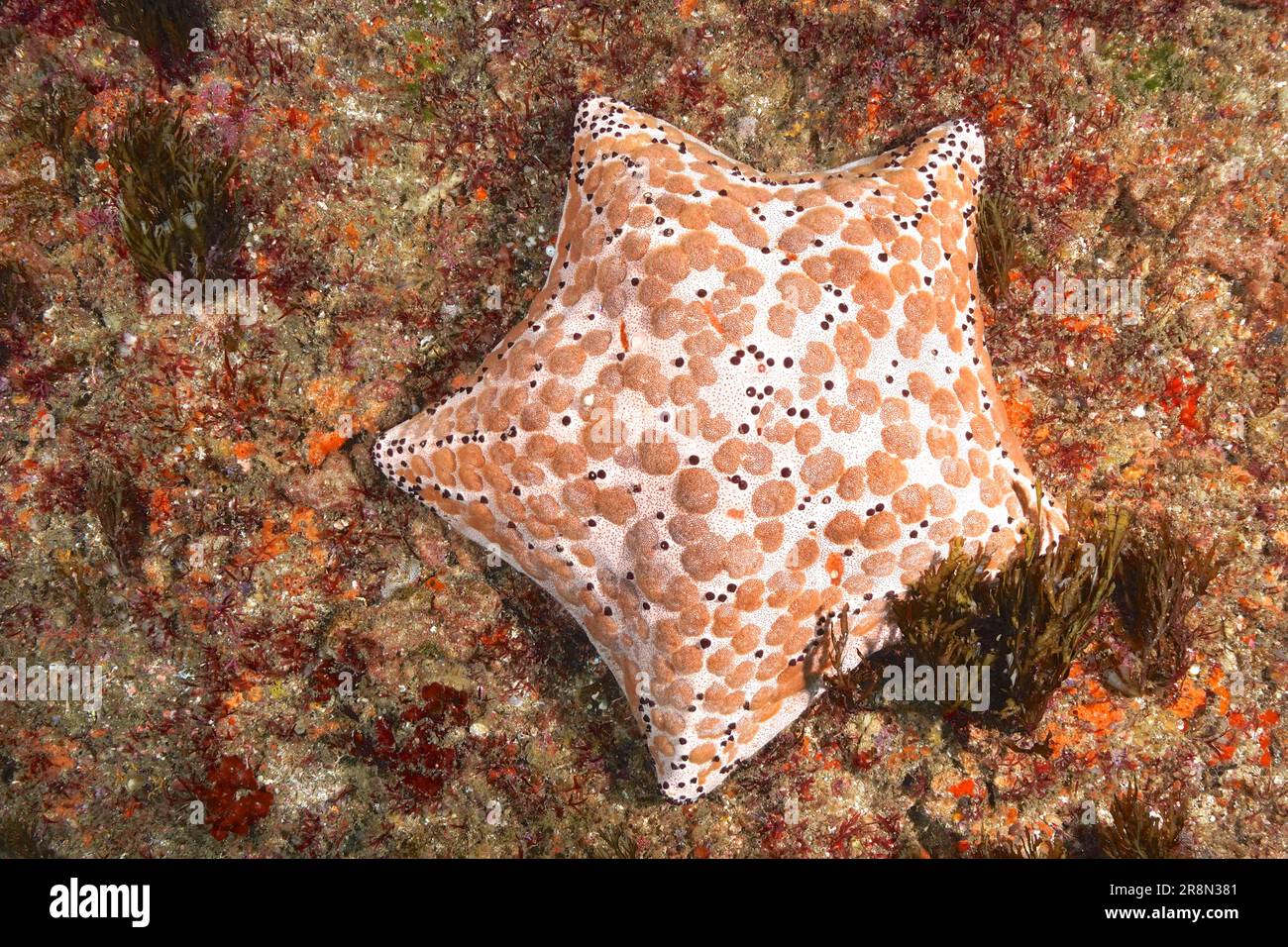 African starfish hi-res stock photography and images - Alamy