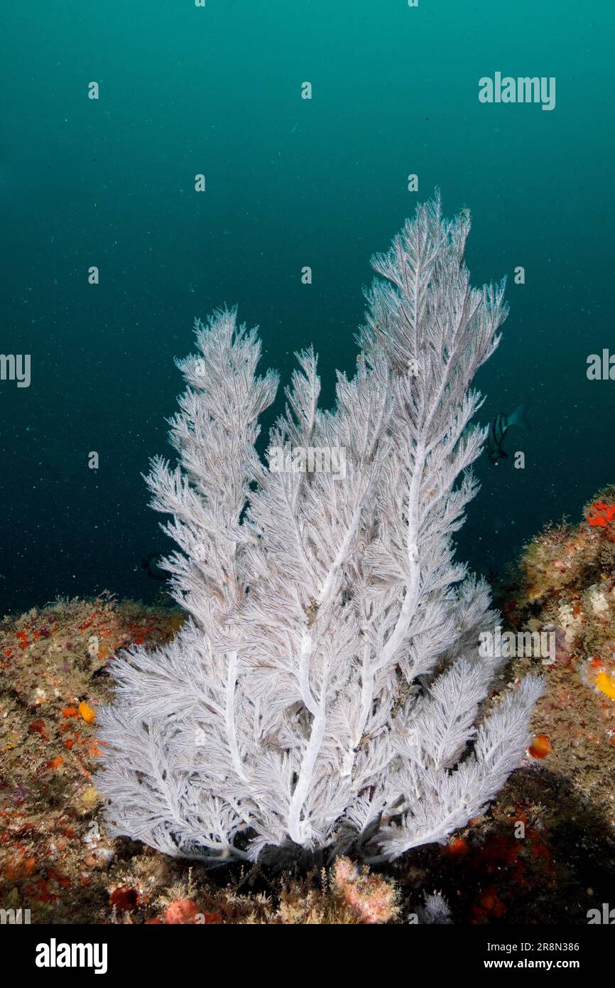 Coral Like Christmas Tree