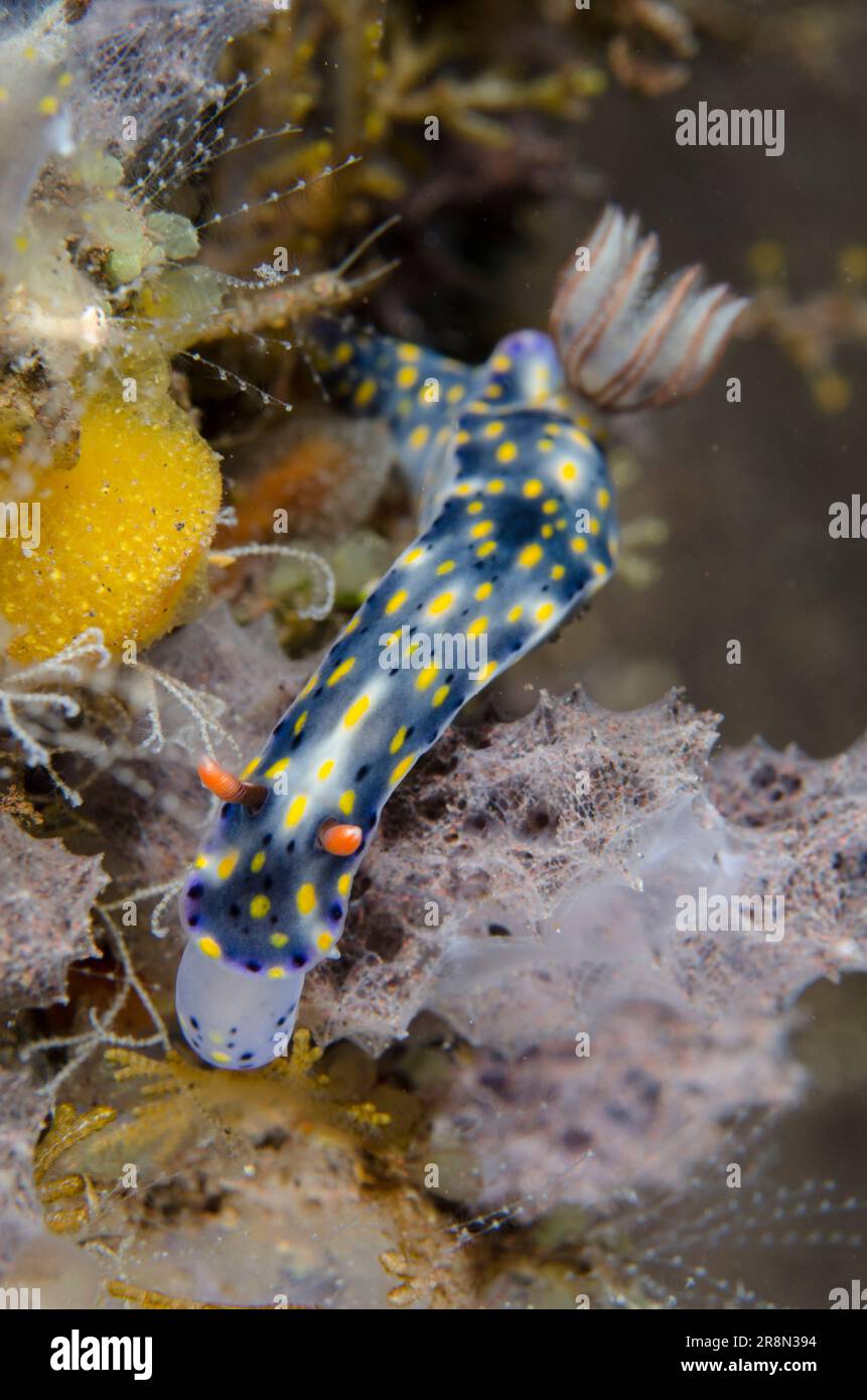 Painted Hypselodoris Nudibranch, Hypselodoris infucata, feeding, Batu ...