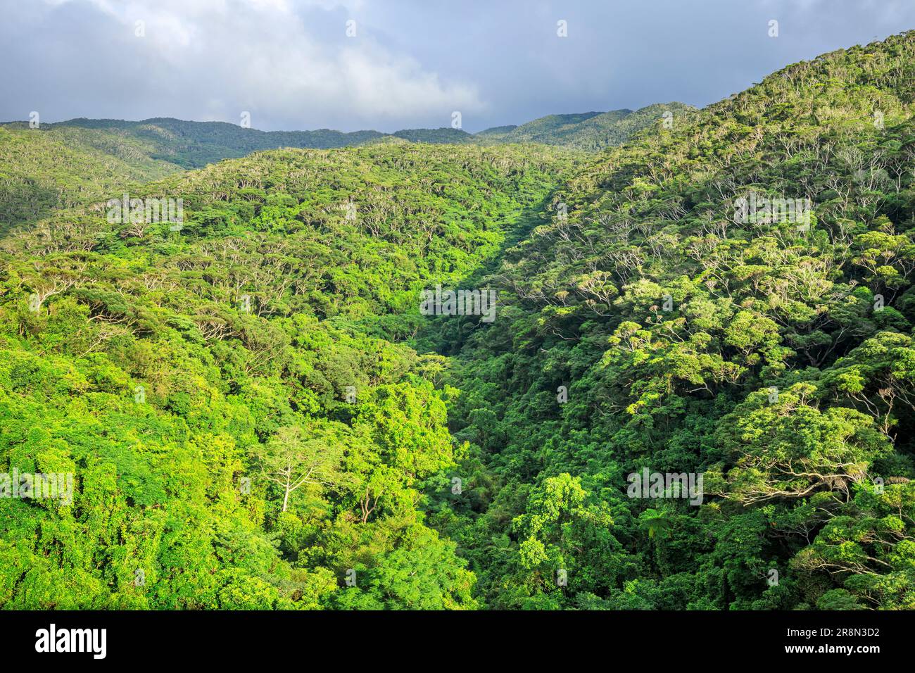 Yanbaru forest hi-res stock photography and images - Alamy