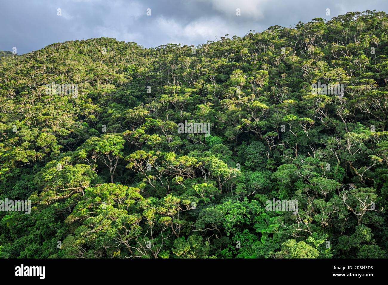 Okinawa island forest hi-res stock photography and images - Alamy