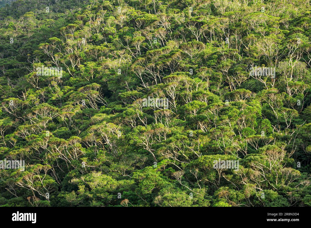 Yanbaru no mori hi-res stock photography and images - Alamy