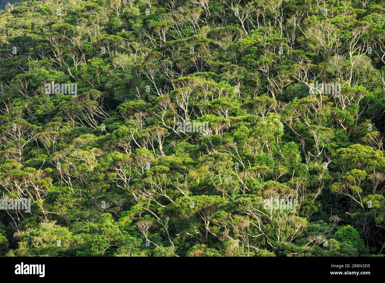 Yanbaru no mori hi-res stock photography and images - Alamy